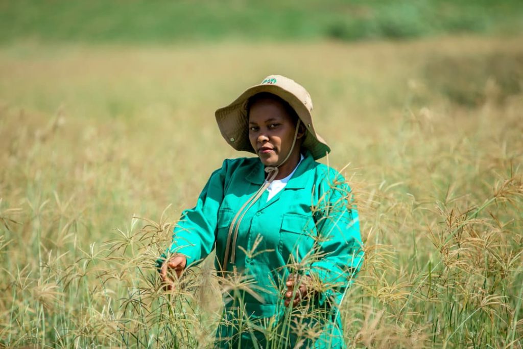 Fodder Scarcity to Fortune: The Rwandan Farmer Turning Dairy Feed into ...